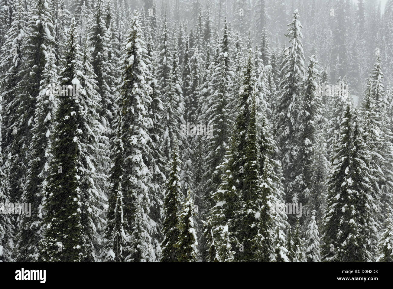 Bitterroot mountains idaho hi-res stock photography and images - Alamy