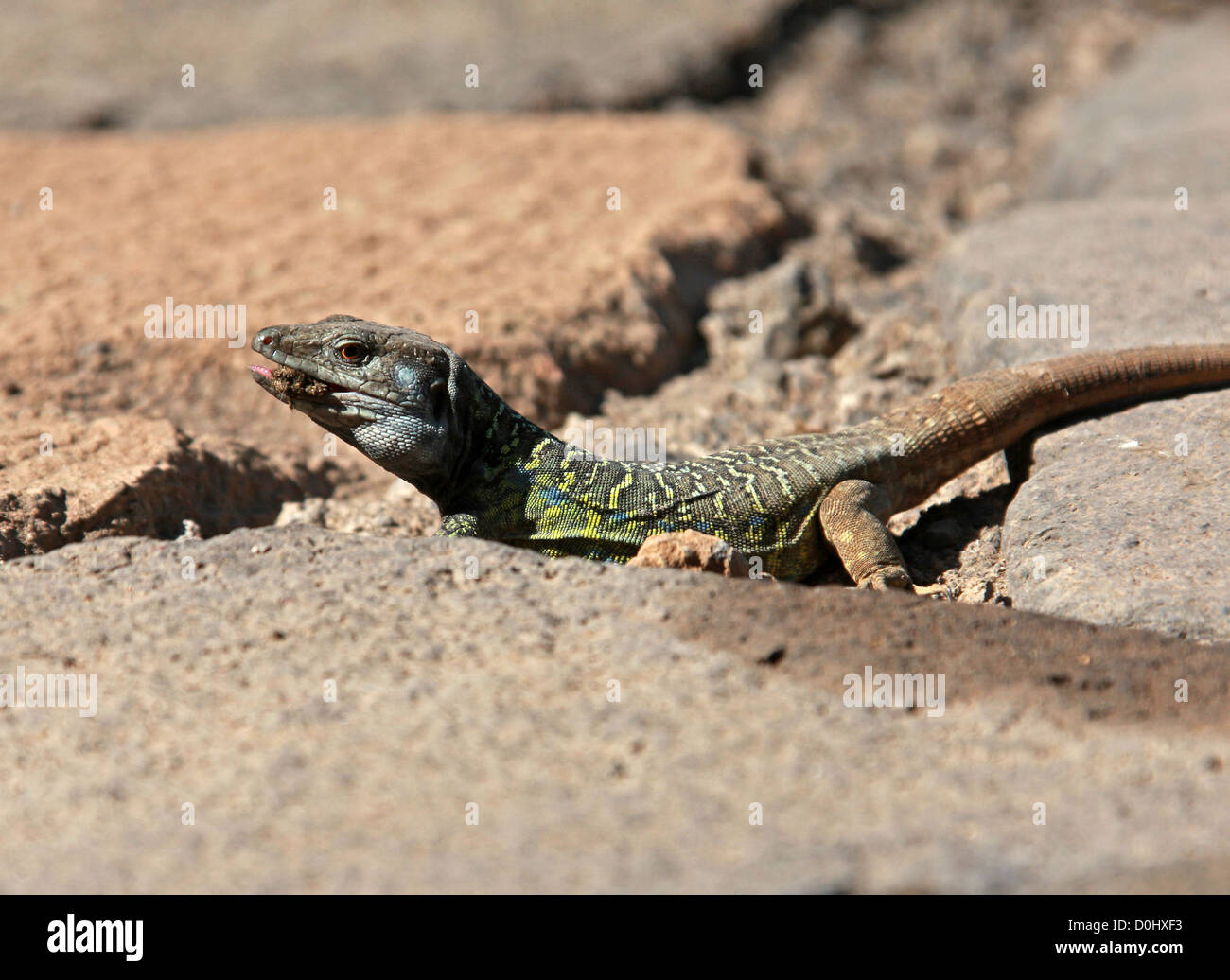Male tenerife lizard hi-res stock photography and images - Alamy