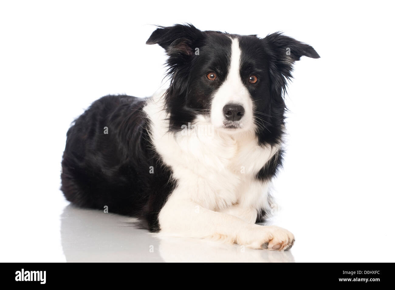 Border collie dog isolated Stock Photo - Alamy