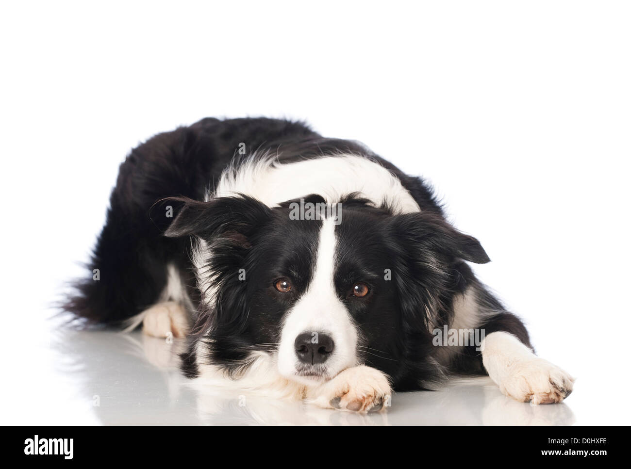 Border collie dog isolated Stock Photo - Alamy