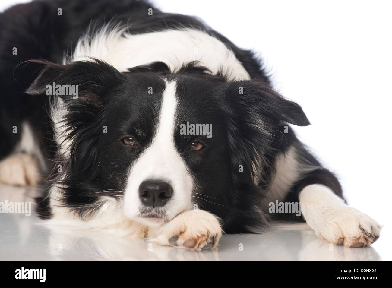 Border collie dog isolated Stock Photo - Alamy