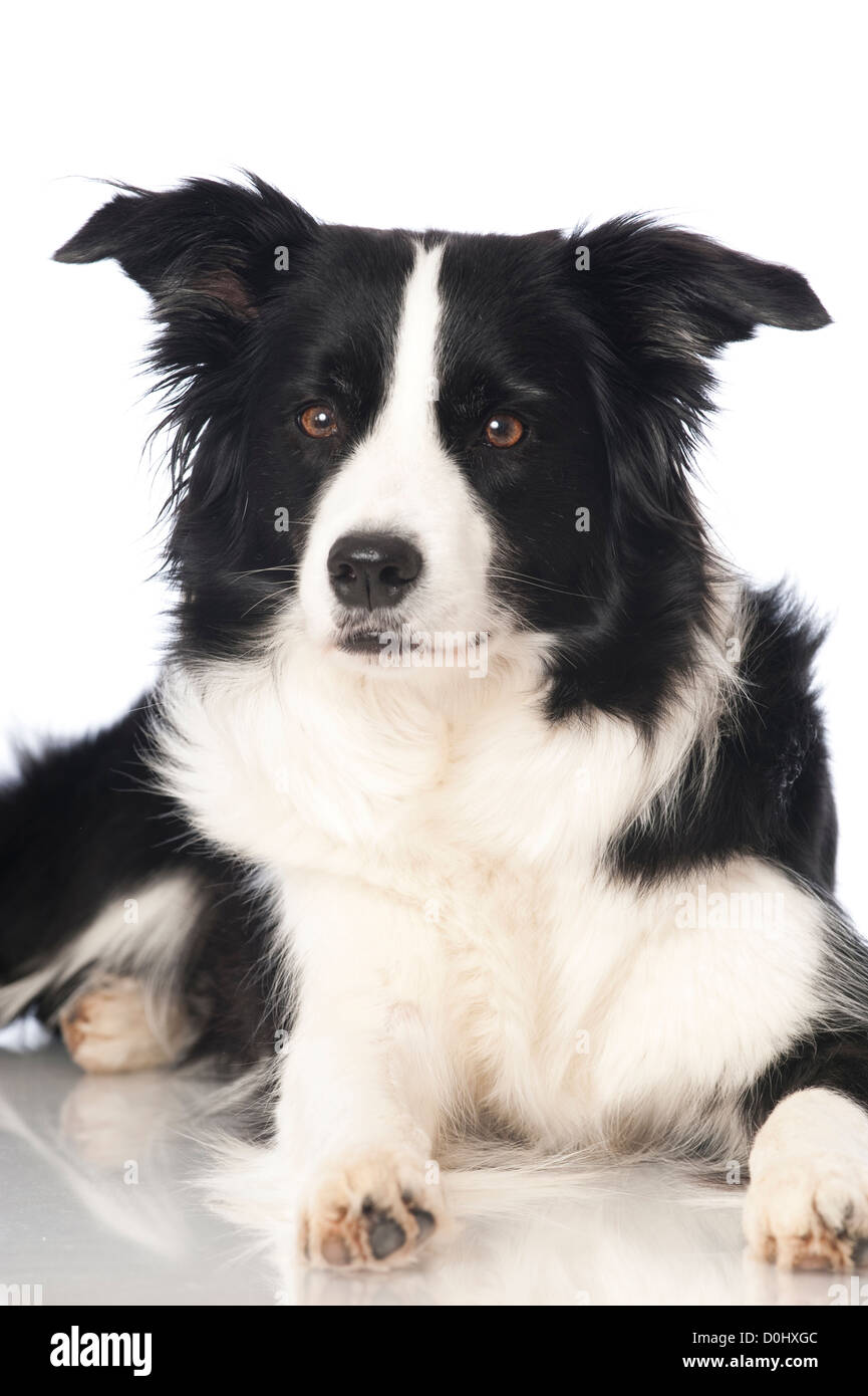 Border collie dog isolated Stock Photo - Alamy