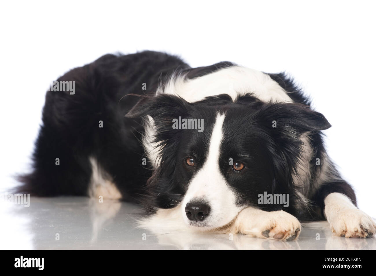 Border collie dog isolated Stock Photo - Alamy