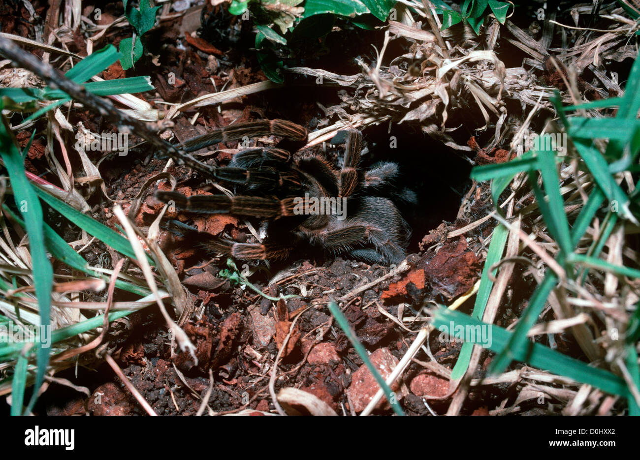 Cuba spider tarantula hi-res stock photography and images - Alamy