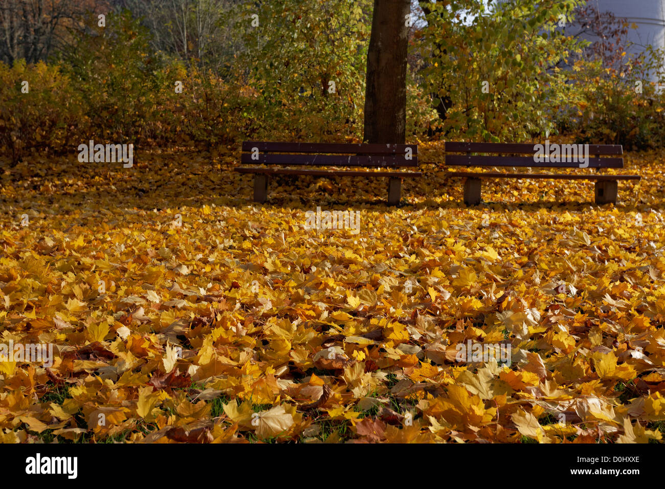 Park scenery with yellow foliage during fall in Germany Stock Photo - Alamy