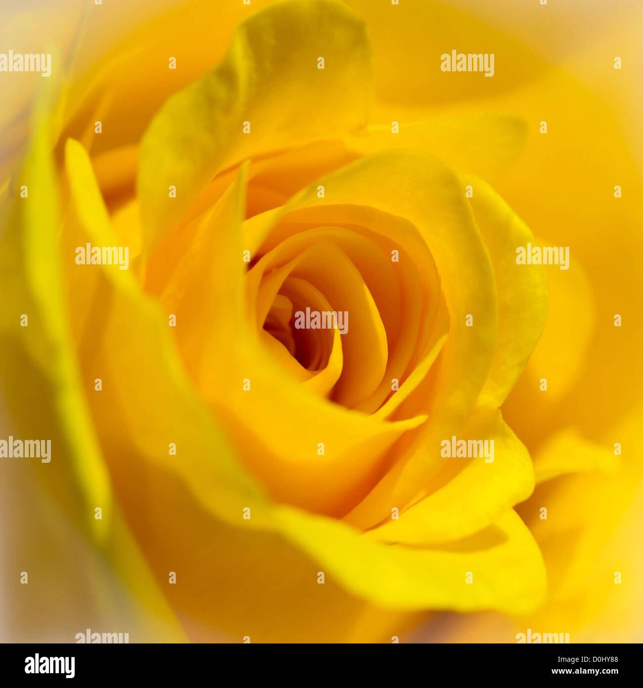 Yellow rose heart hi-res stock photography and images - Alamy