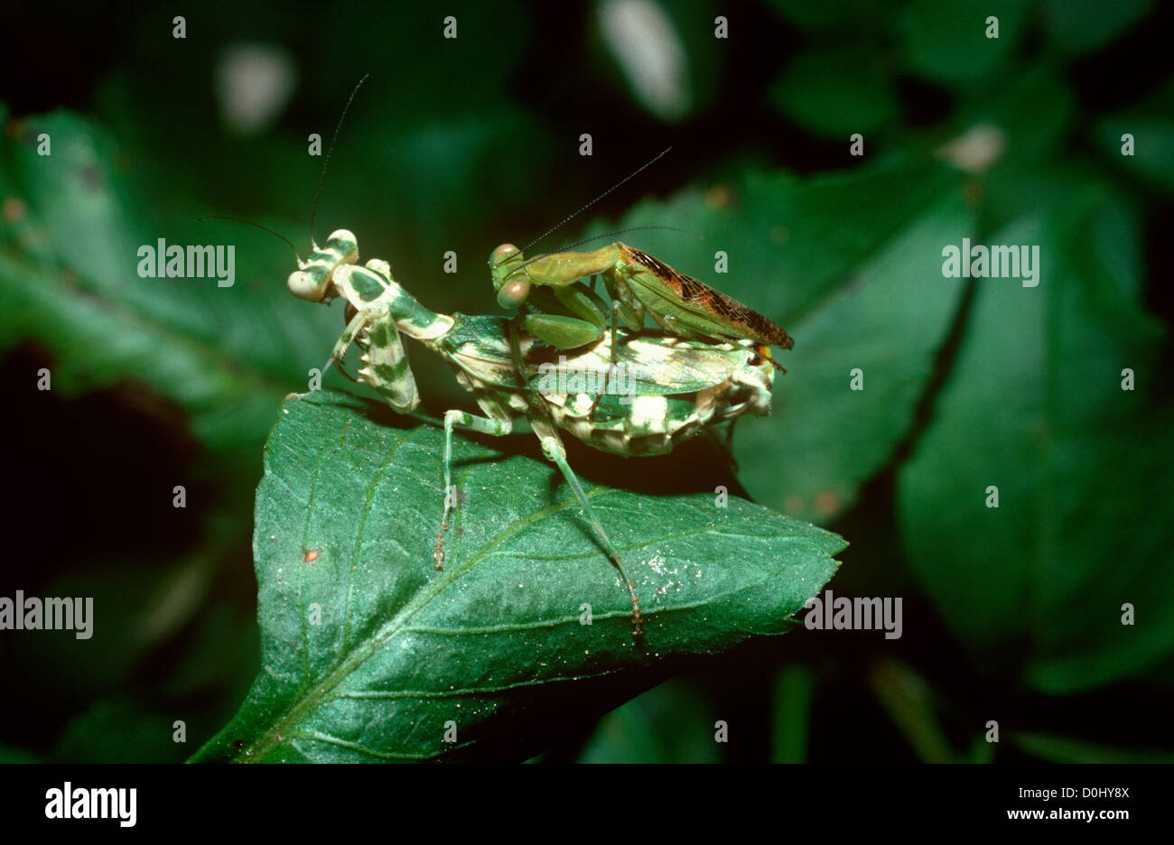 Praying mantis (Acontista sp.) mating pair in rainforest. Sexual ...