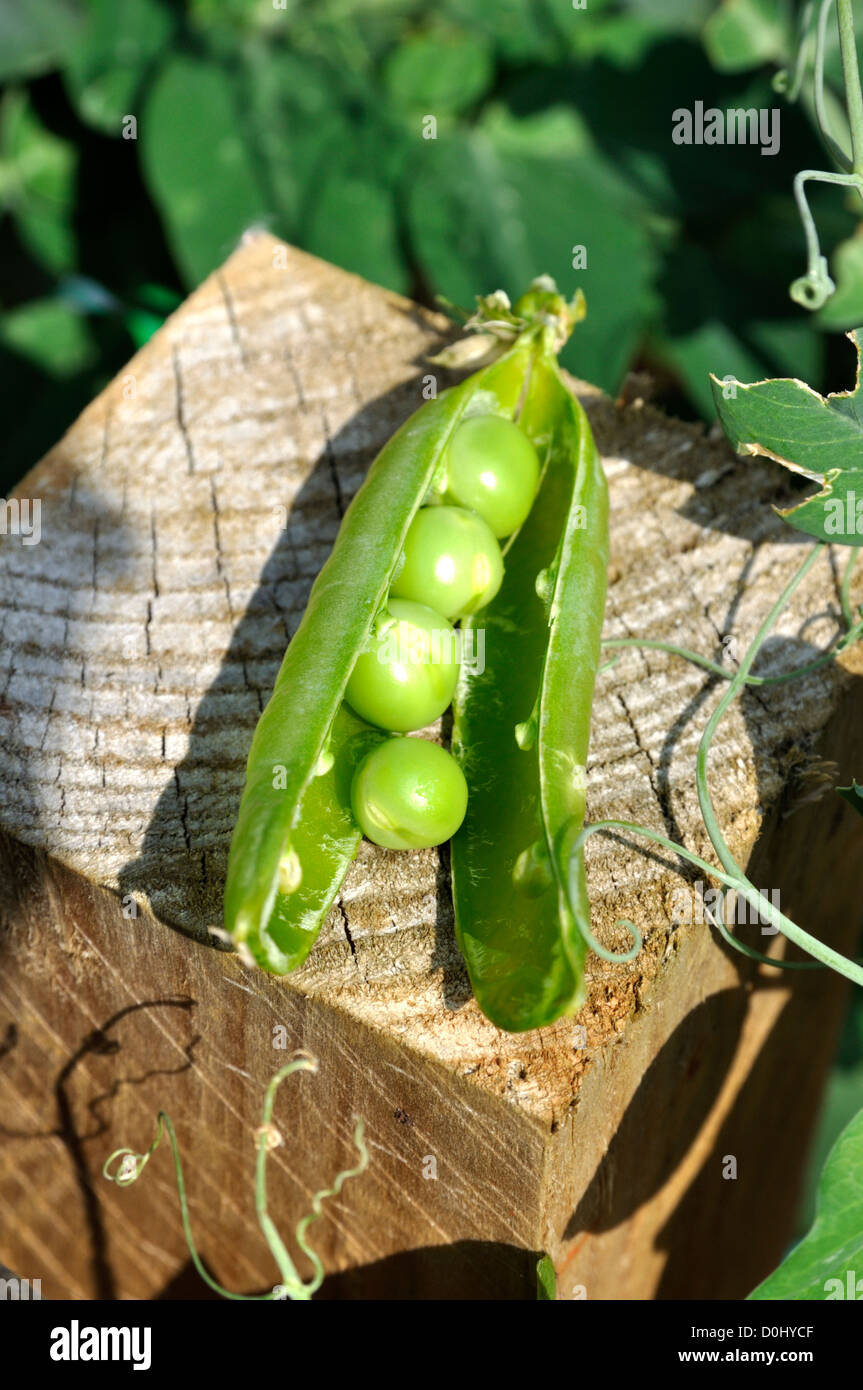 Peas growing in the garden Stock Photo - Alamy