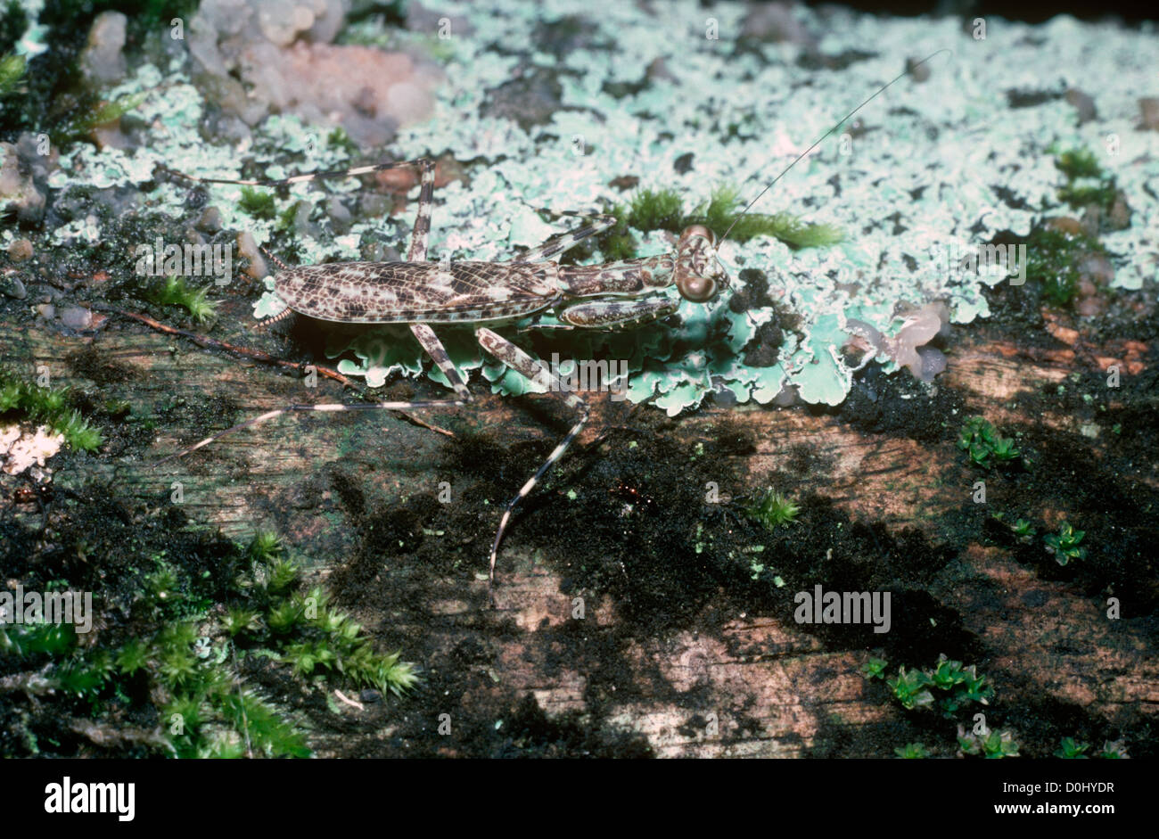 Cryptic mantis hi-res stock photography and images - Alamy