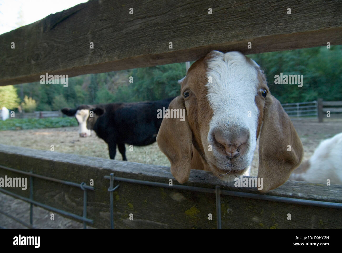 Goat and cow on a ranch in Eastern Oregon Stock Photo - Alamy
