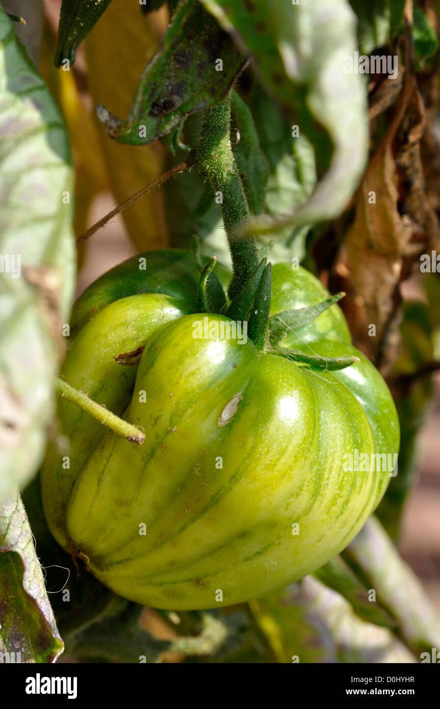 Tomato oxheart hi-res stock photography and images - Alamy