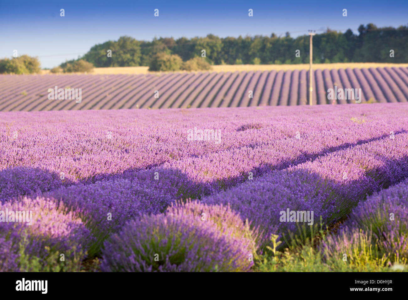 Snowshill lavender farm cotswolds hi-res stock photography and images ...