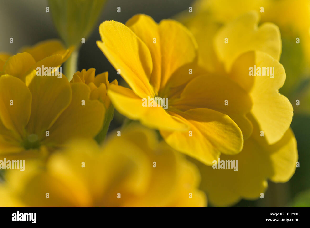 Yellow winter flowers in bloom Stock Photo - Alamy