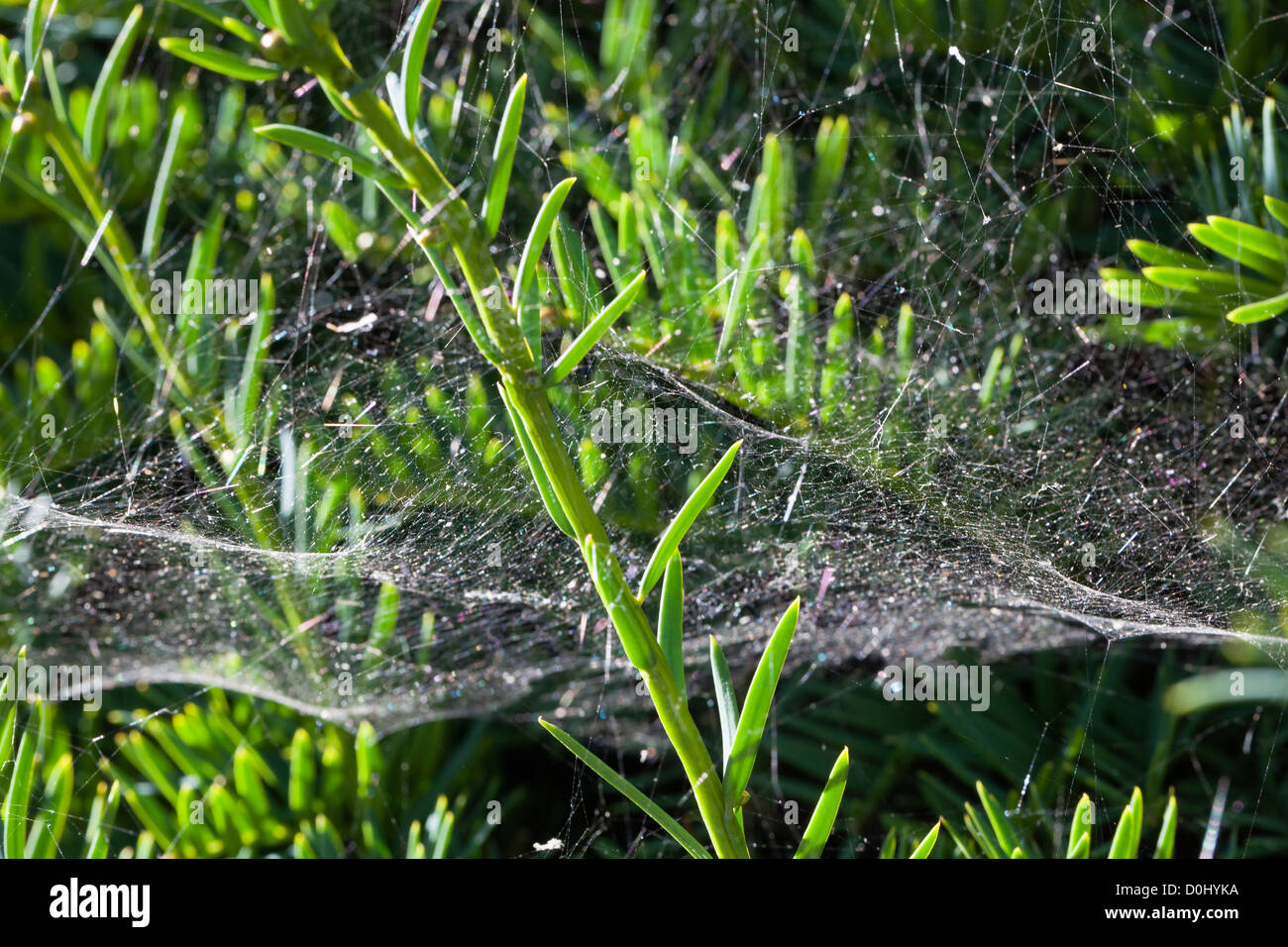 A fine spiders web woven through a yew hedge, UK Stock Photo - Alamy