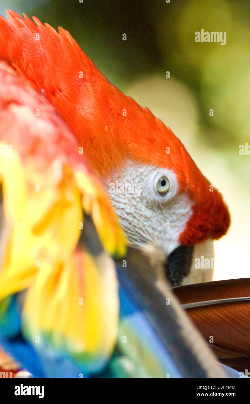 Parrot isolated red tail hi-res stock photography and images - Alamy