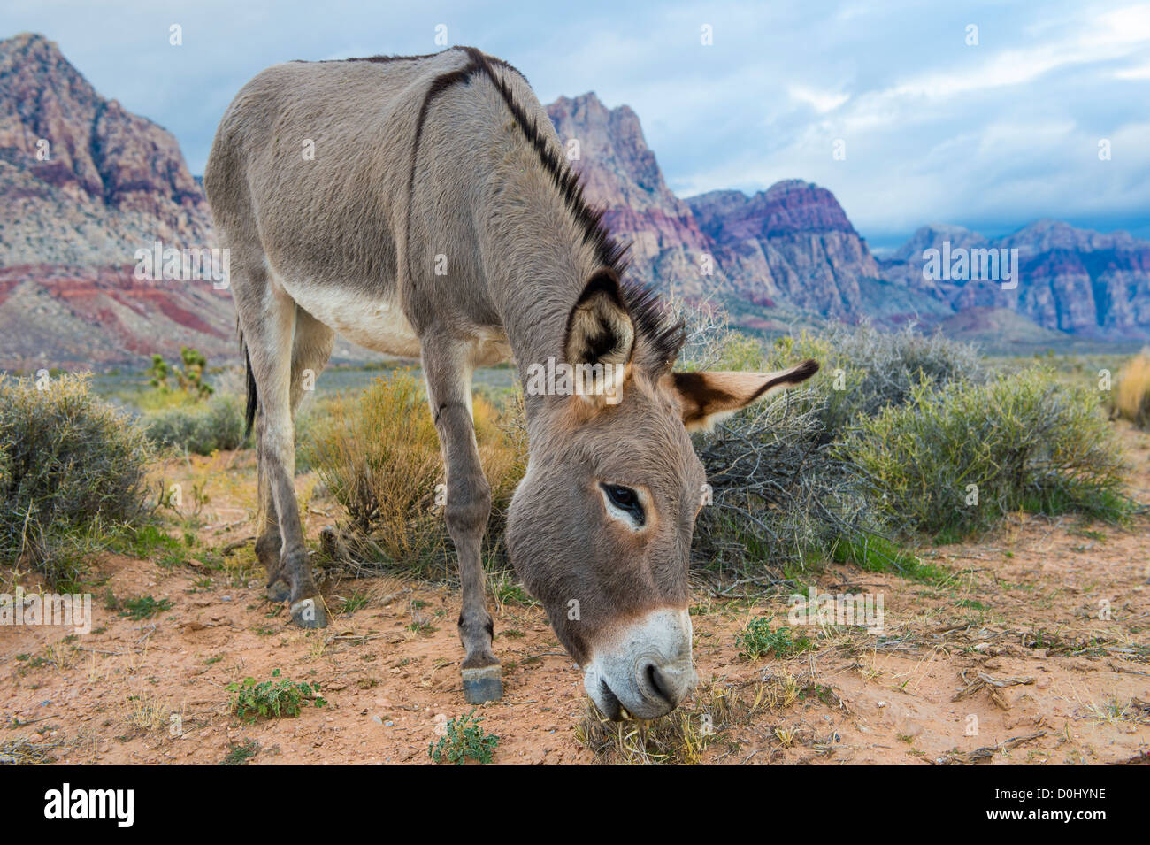 A wild burro in the Nevada desert Stock Photo - Alamy