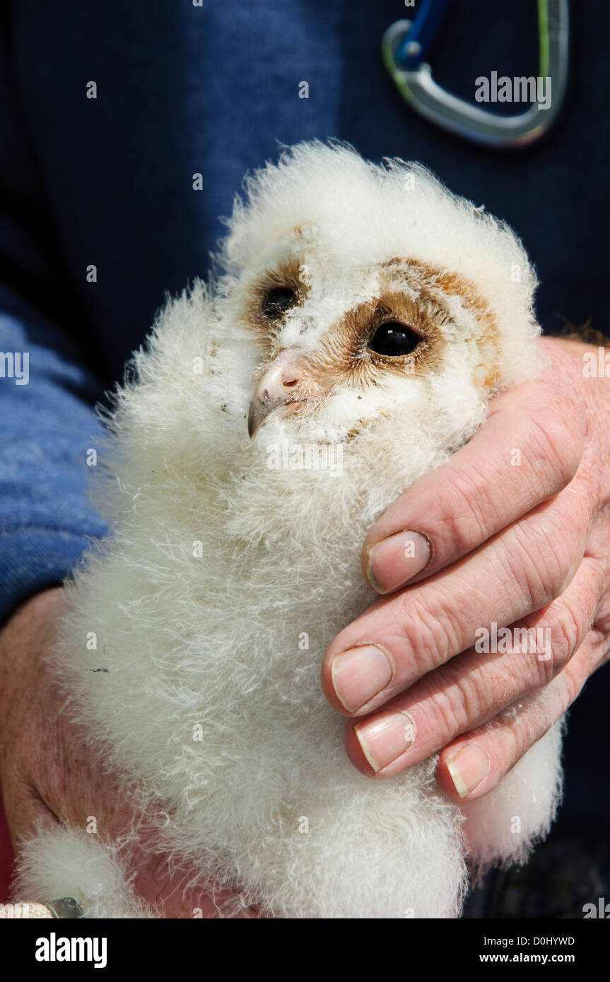 Juvenile barn owl hi-res stock photography and images - Alamy