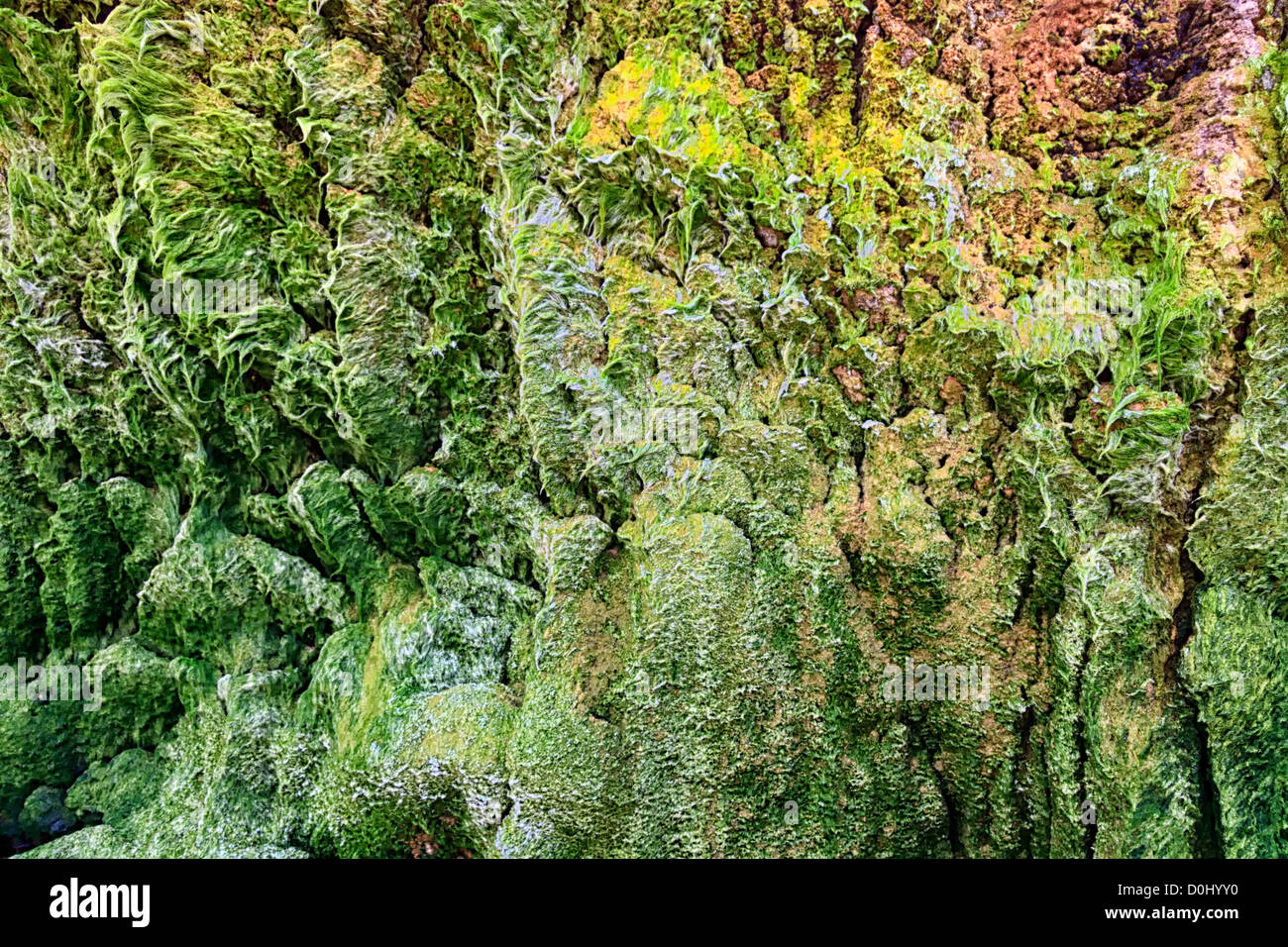Lichen clinging to a seaside cliff, Cornwall, England Stock Photo - Alamy