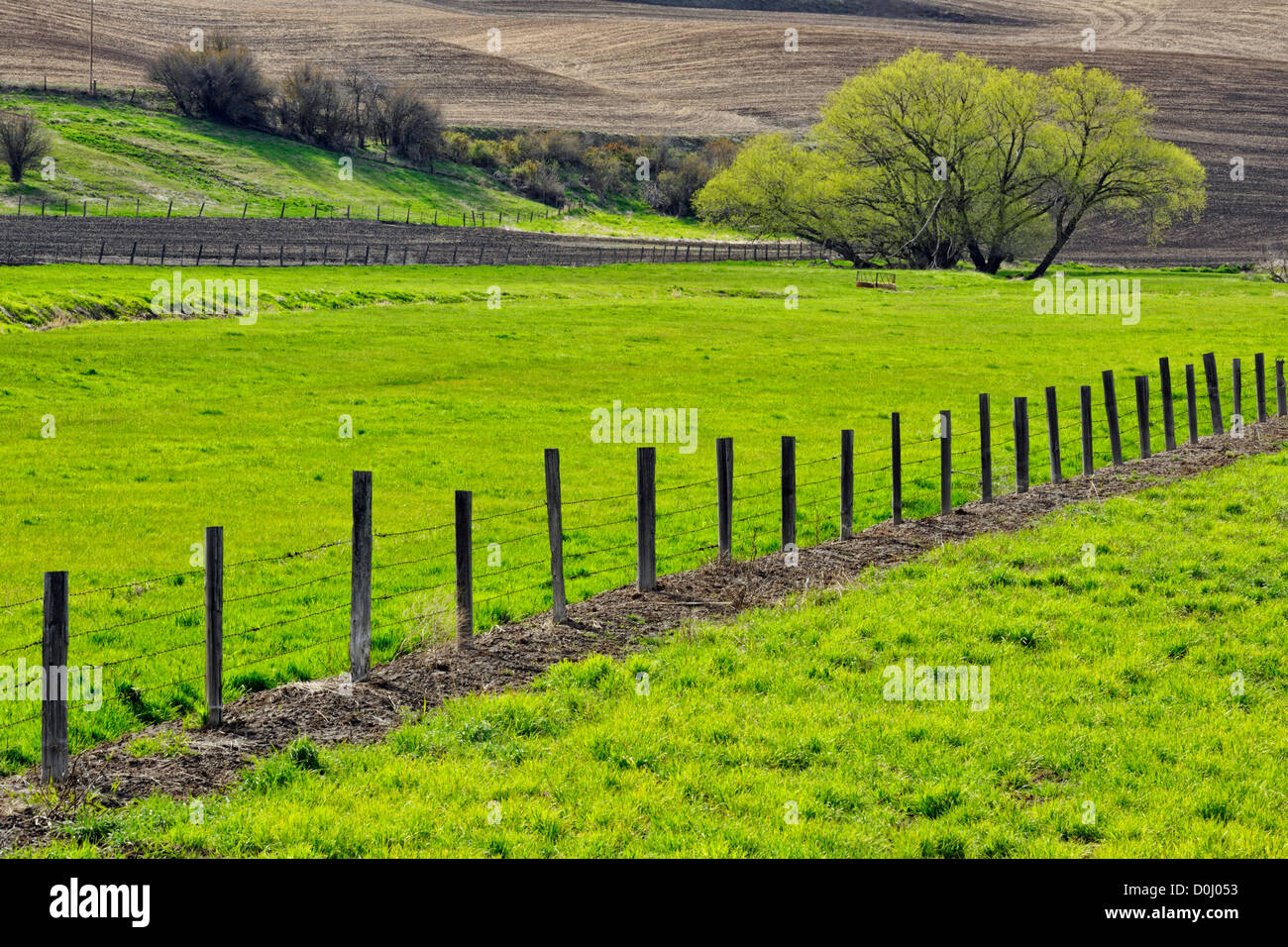 Colton trees hi-res stock photography and images - Alamy