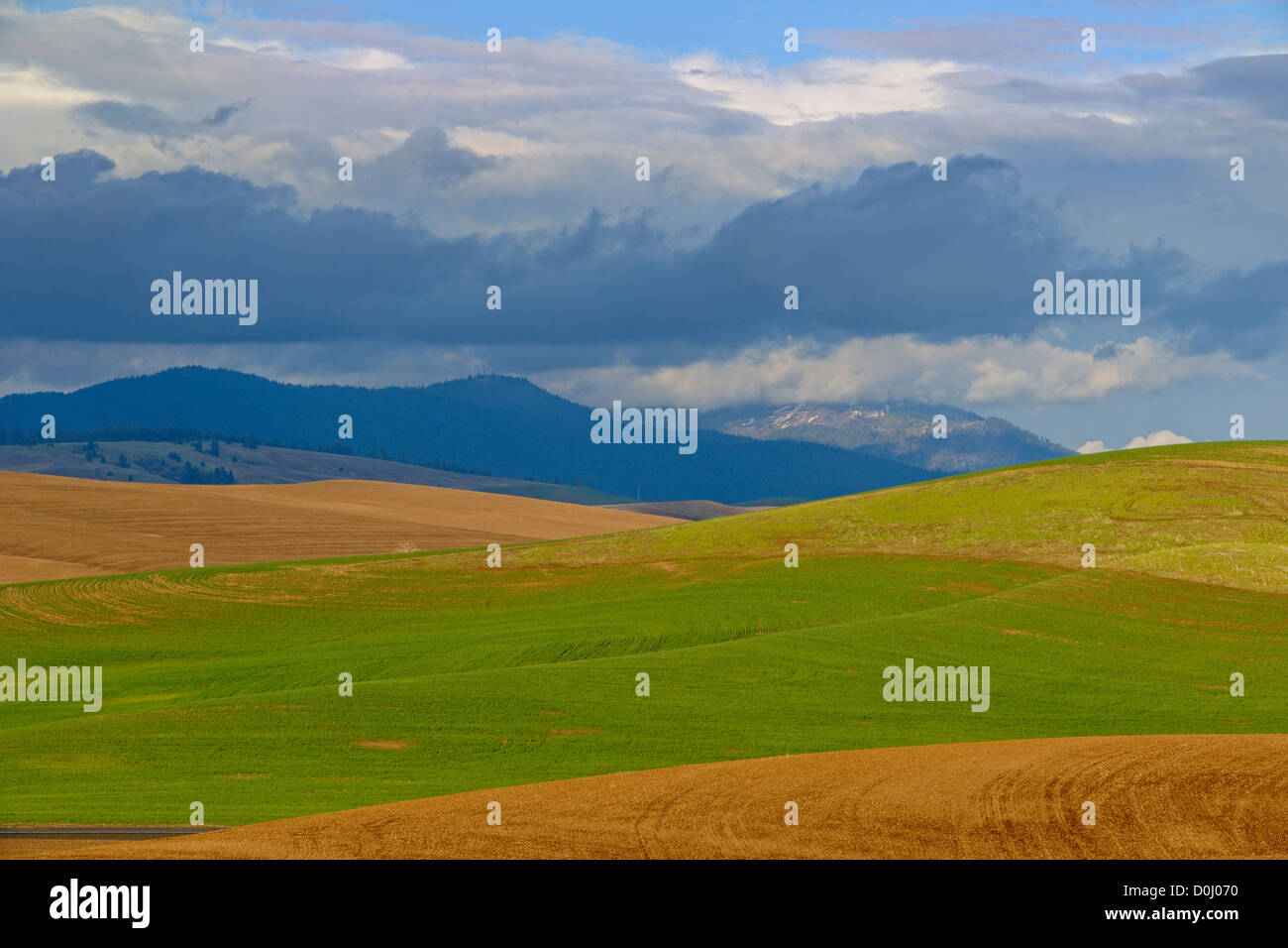 Palouse farmland in spring, near Colton, Washington, USA Stock Photo ...