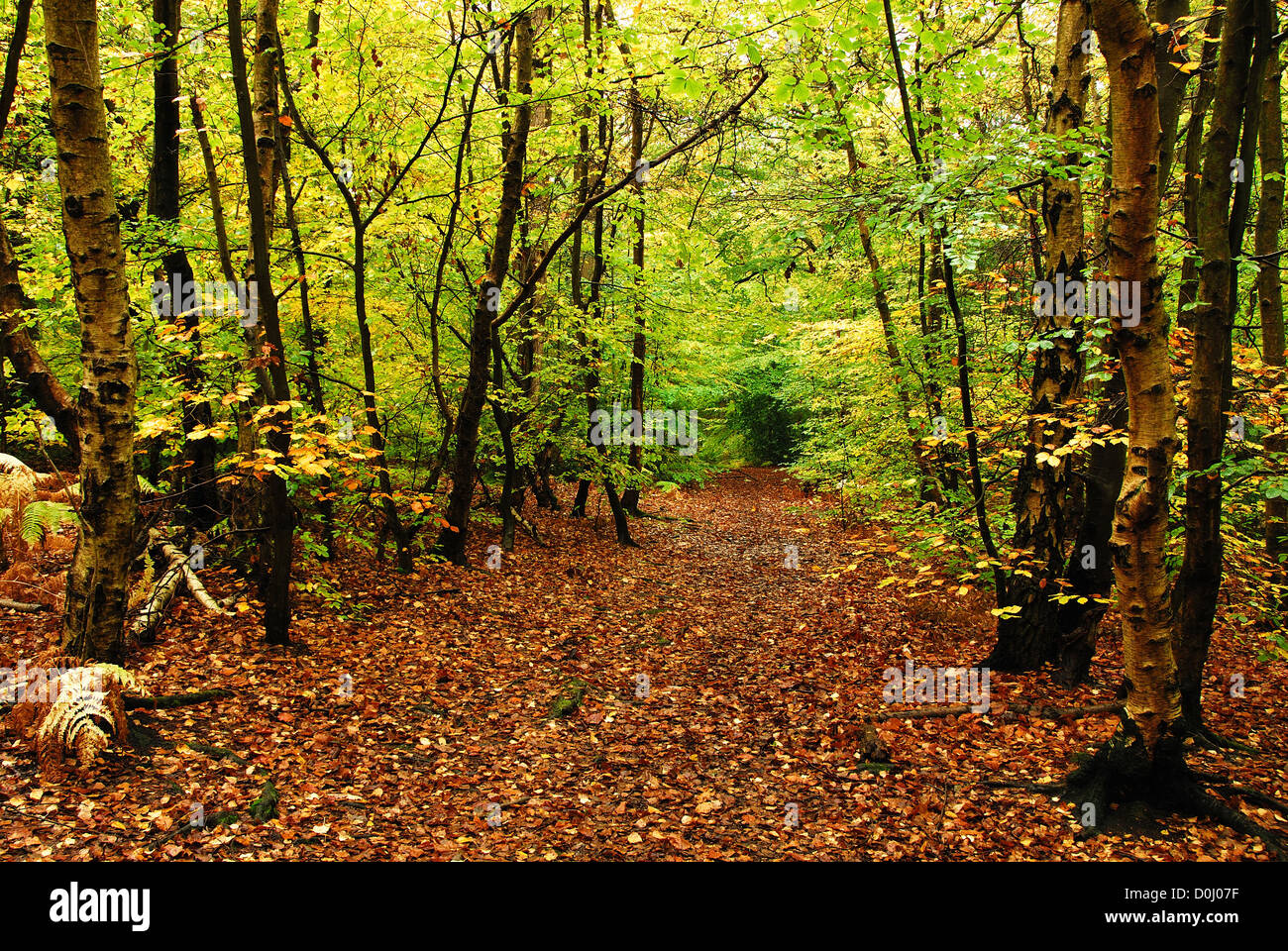 A view of a track through Burnham Beeches UK Stock Photo - Alamy