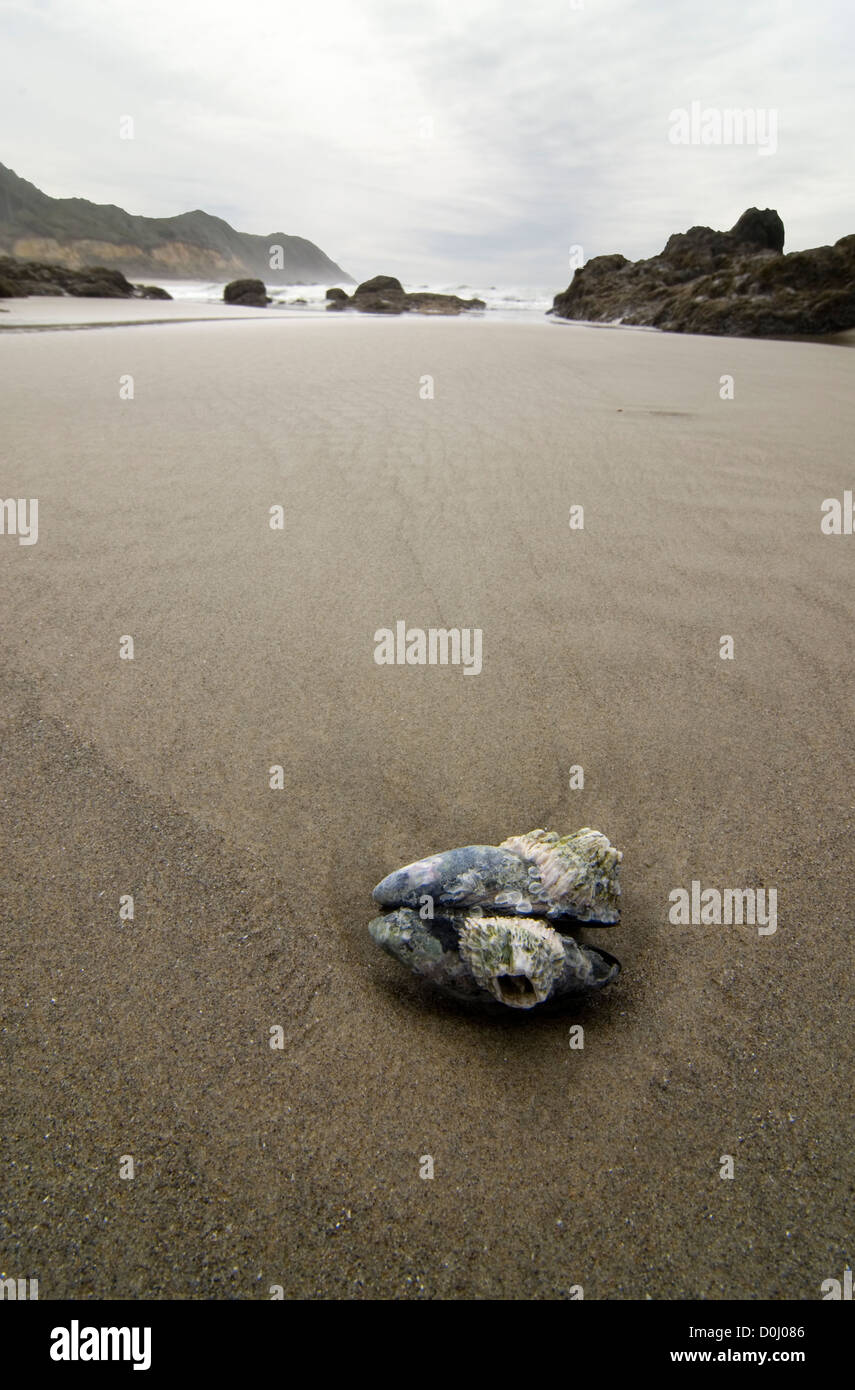 Clam shell with barnicles on a beach on the Oregon coast Stock Photo ...