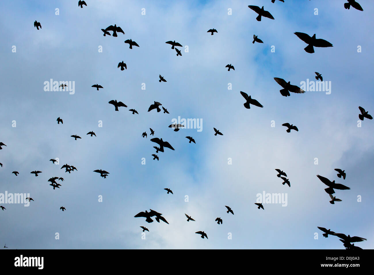 Ornithophobia hi-res stock photography and images - Alamy