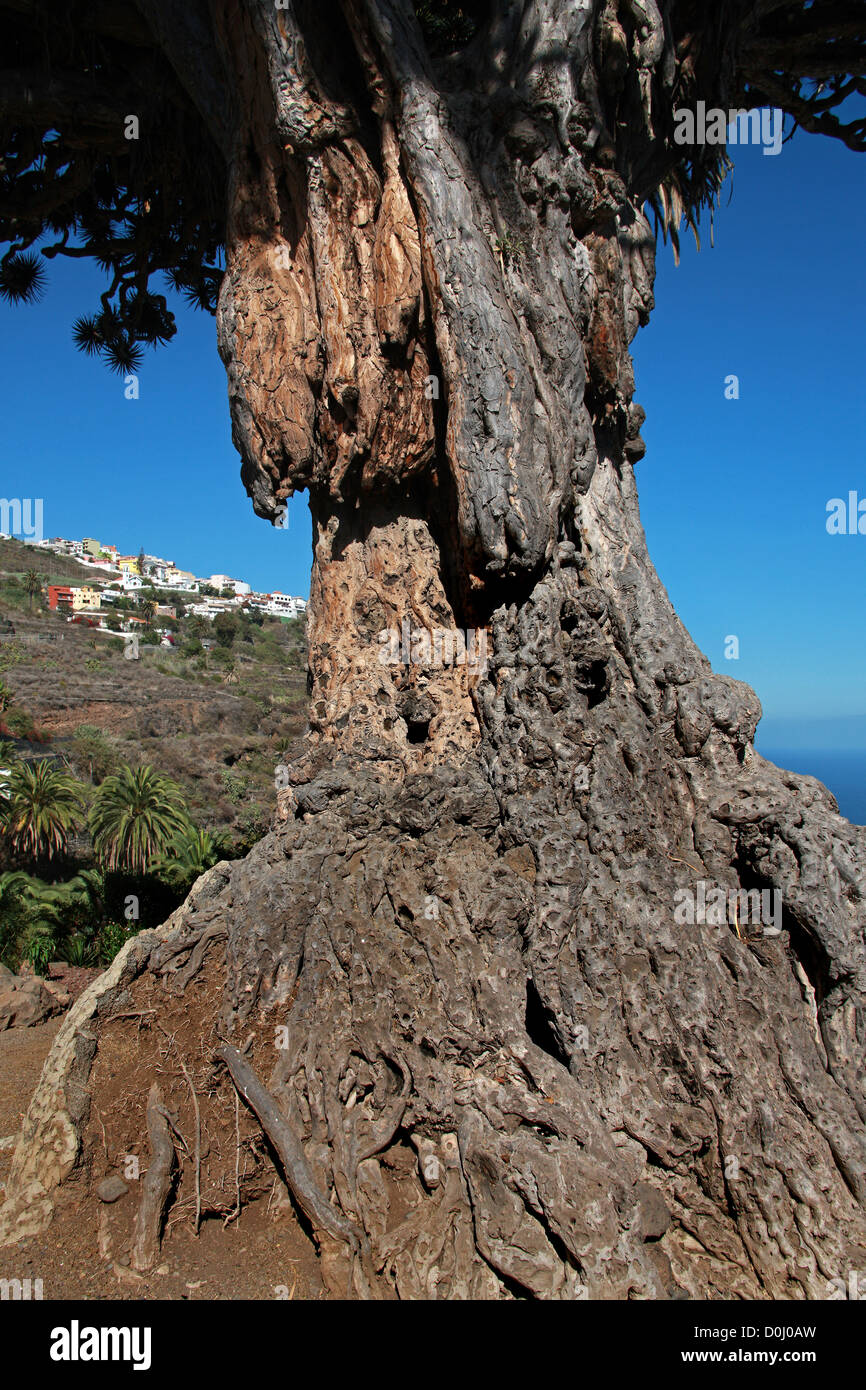 The Millennium Canary Islands Dragon Tree at the Parque del Drago ...