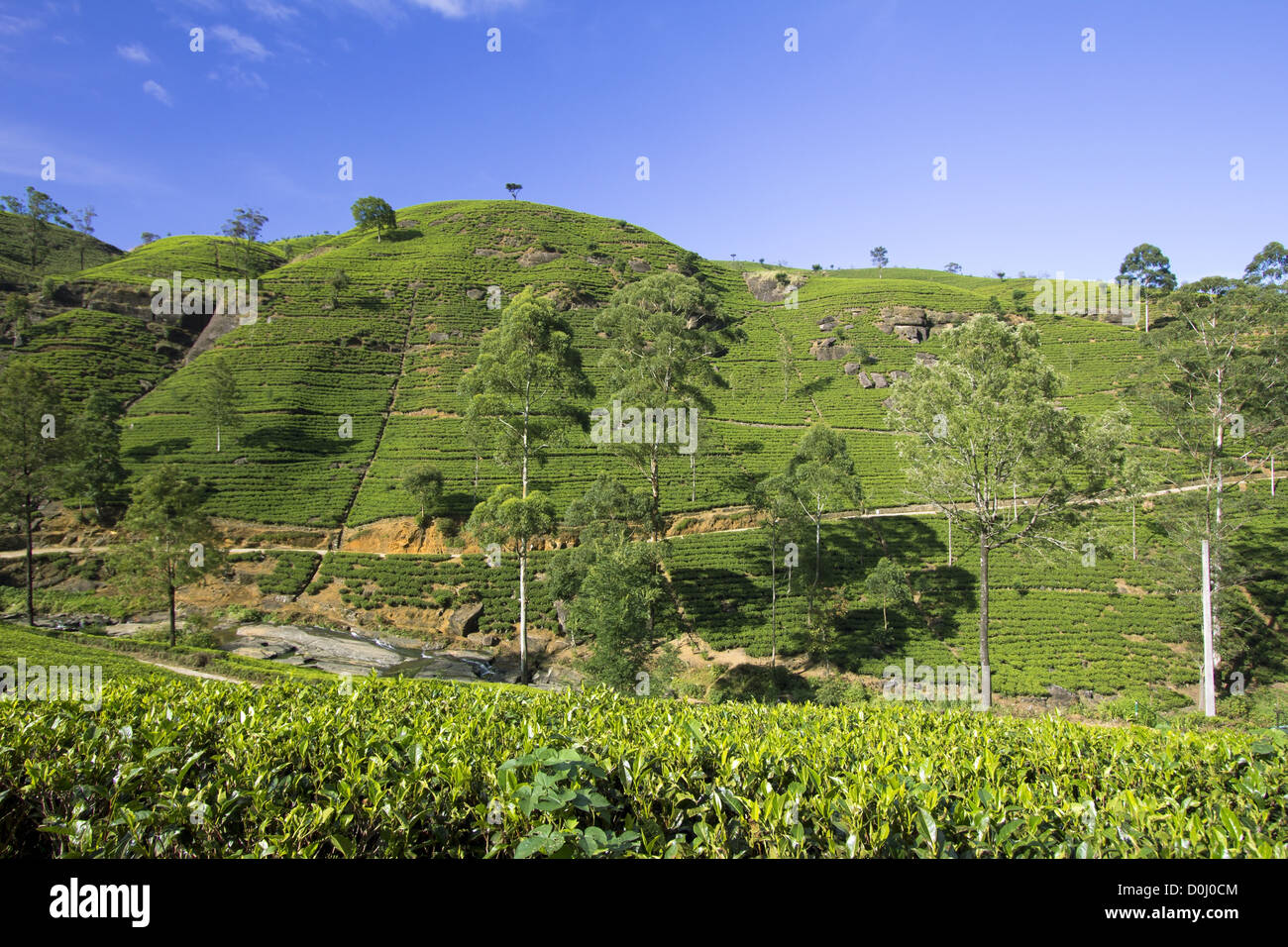 Sri Lanka tea garden mountains in nuwara eliya Stock Photo - Alamy