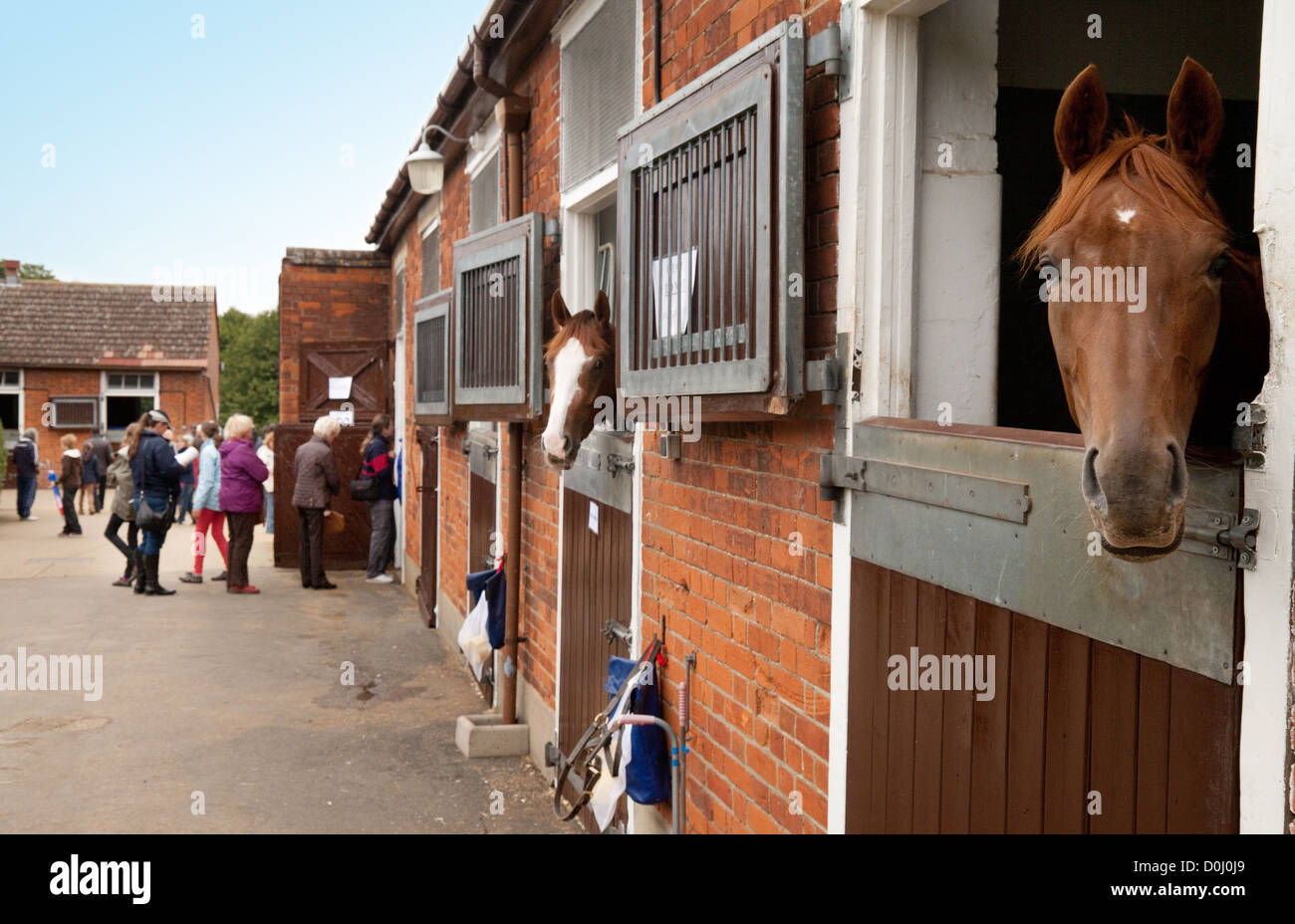 Newmarket horses; People looking at horses in their stables, Newmarket ...