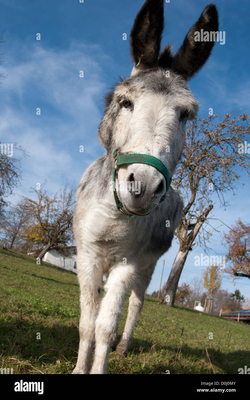 Donkey close up Stock Photo - Alamy