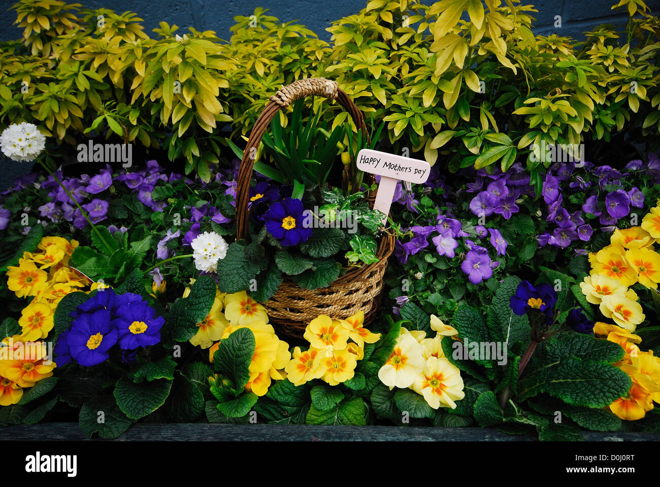 A spring flower display, primulas and violets UK Stock Photo - Alamy