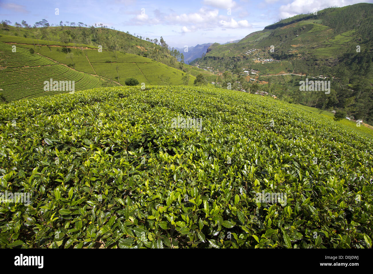 Sri Lanka tea garden mountains in nuwara eliya Stock Photo - Alamy