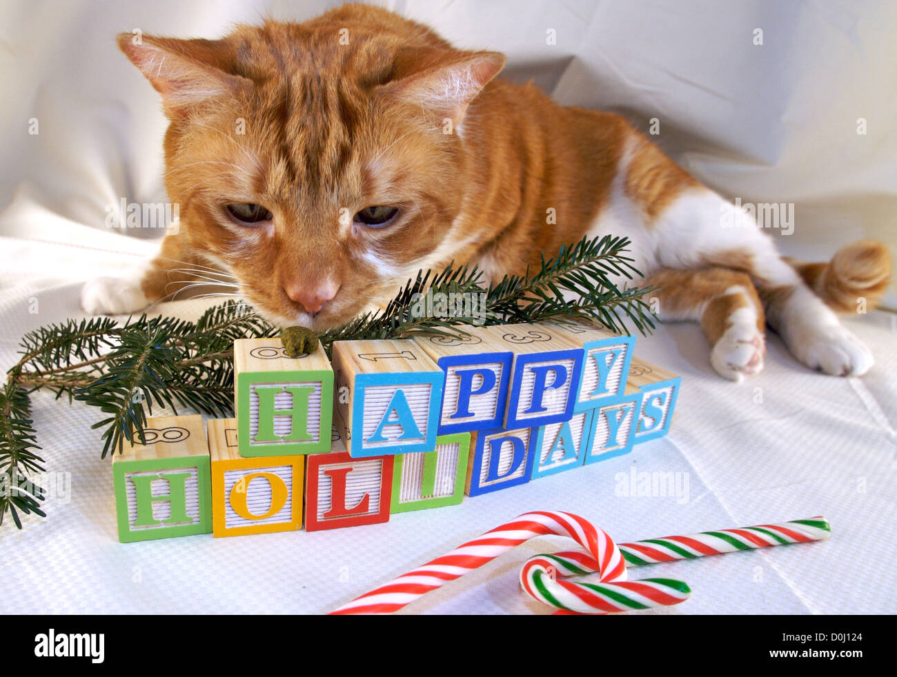Yellow cat wishing you happy holidays Stock Photo - Alamy
