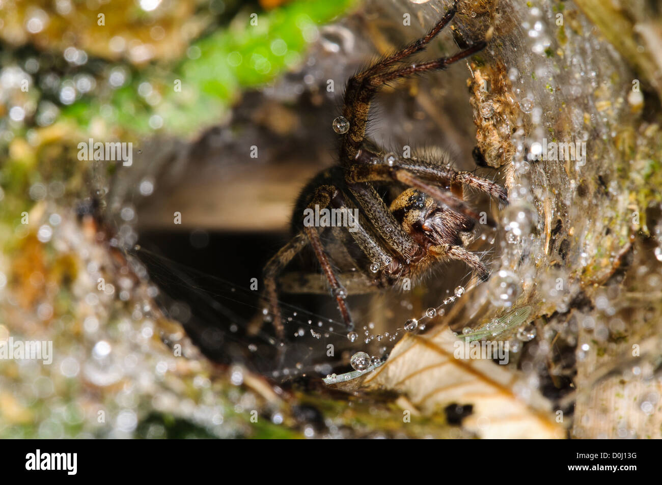 Labyrinth spider agelena labyrinthica hi-res stock photography and ...