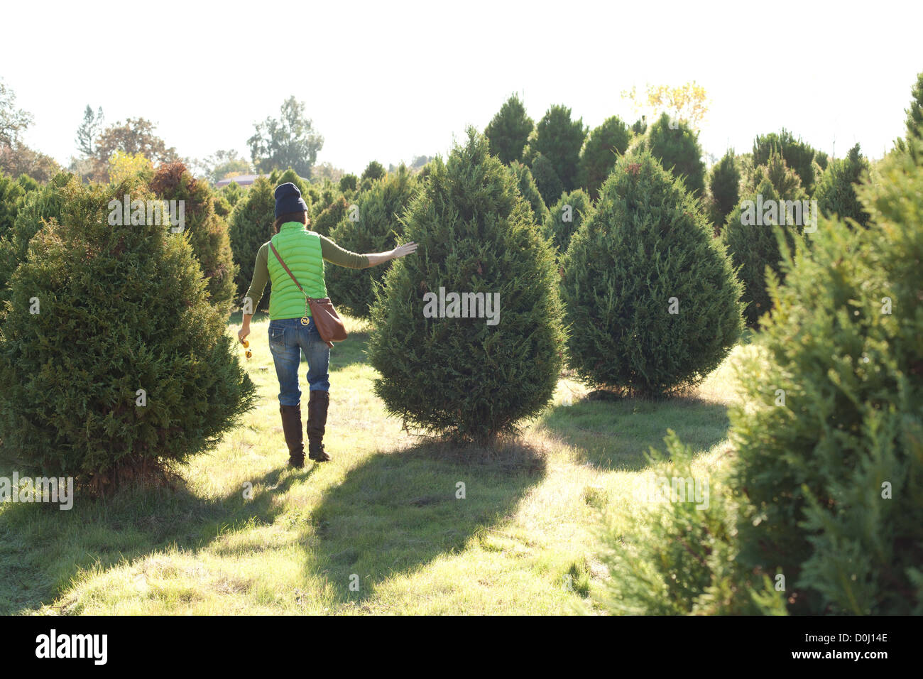 Searching for a Christmas tree on a Farm Stock Photo - Alamy