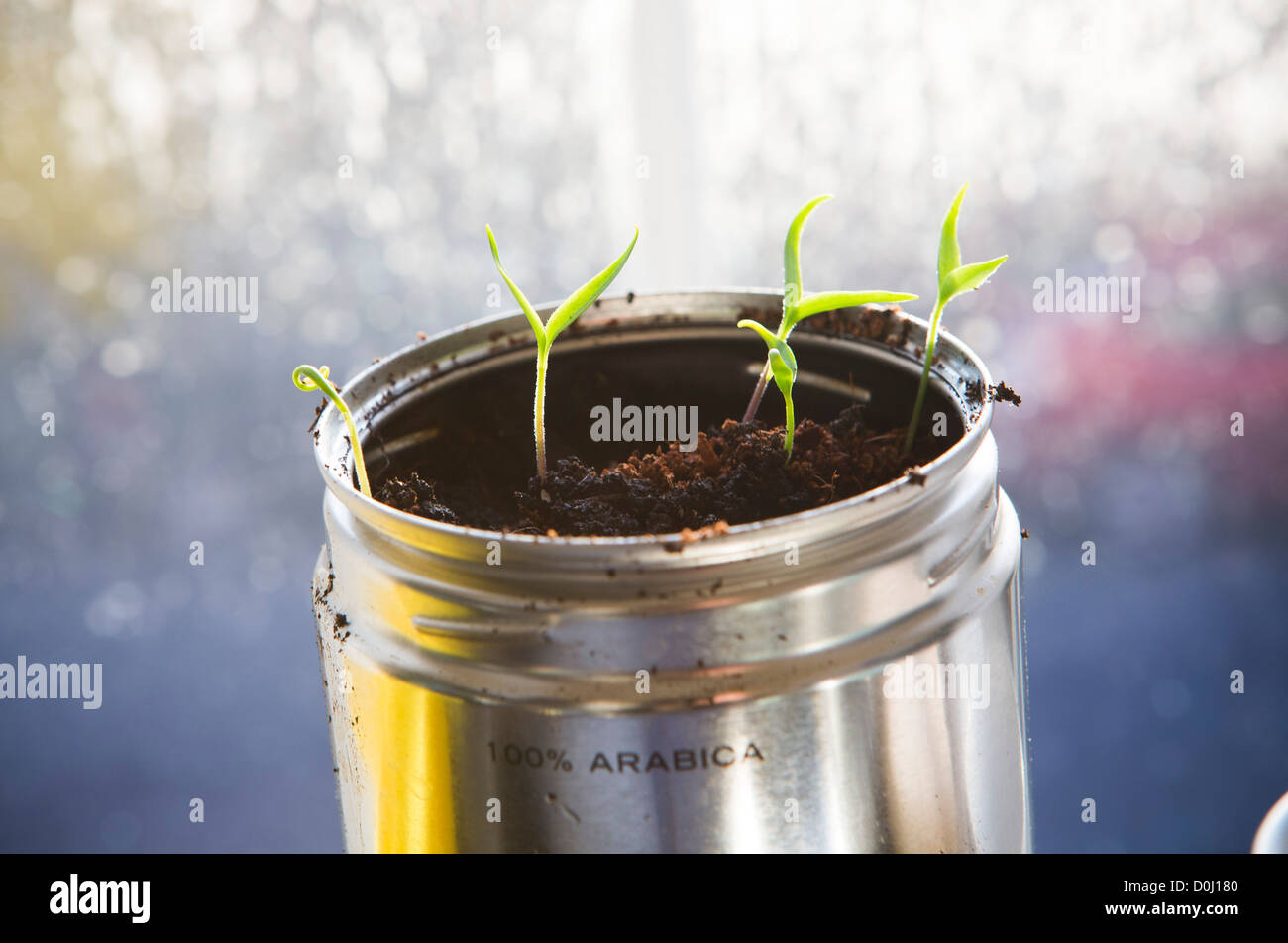 Small chilli / chili plants growing in a used coffee tin can on window ...