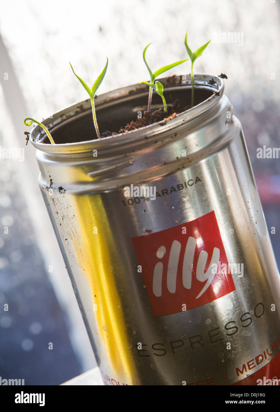 Chilli growing can hi-res stock photography and images - Alamy