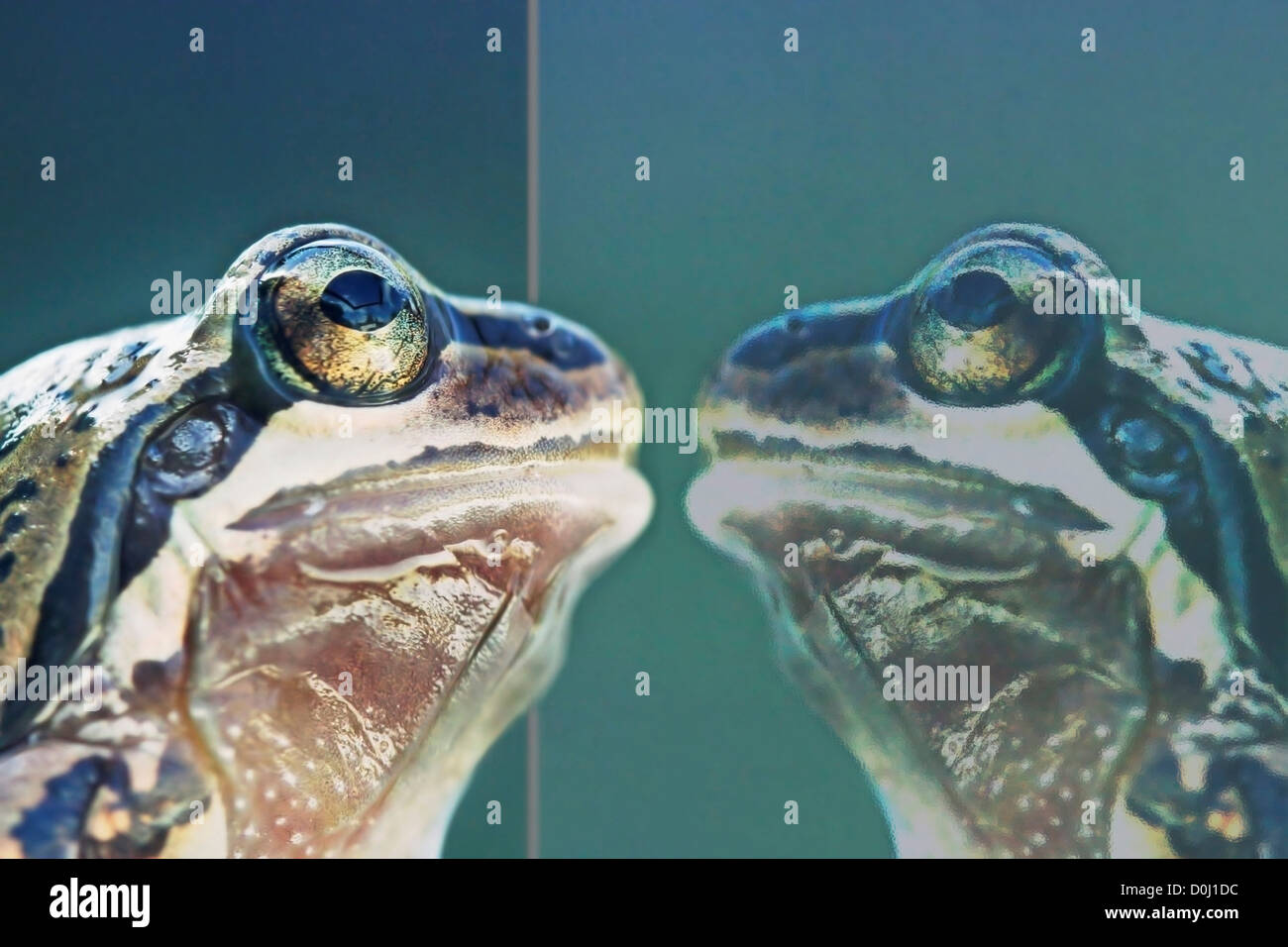 Frog Looking at Itself Stock Photo - Alamy