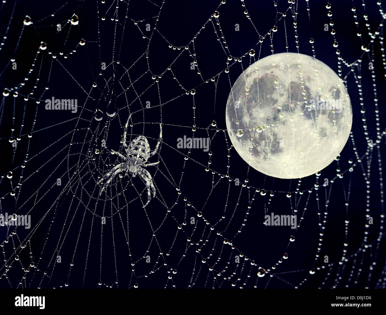 Spider Weaves Web in the Moonlight Stock Photo - Alamy