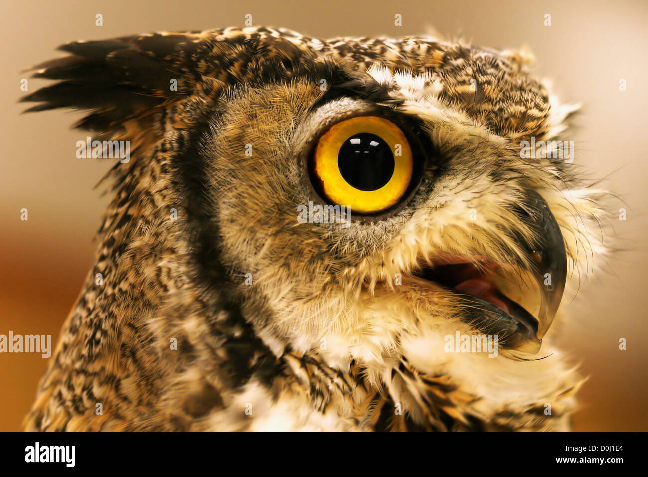 Eagle Owl Staring Intently Stock Photo - Alamy