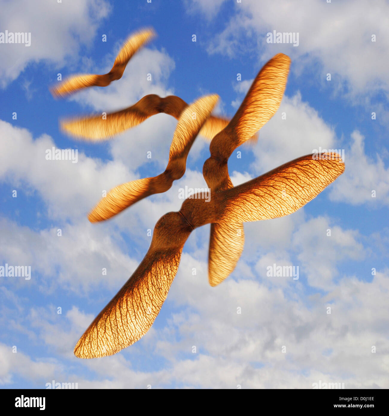 Maple seeds twirling hi-res stock photography and images - Alamy