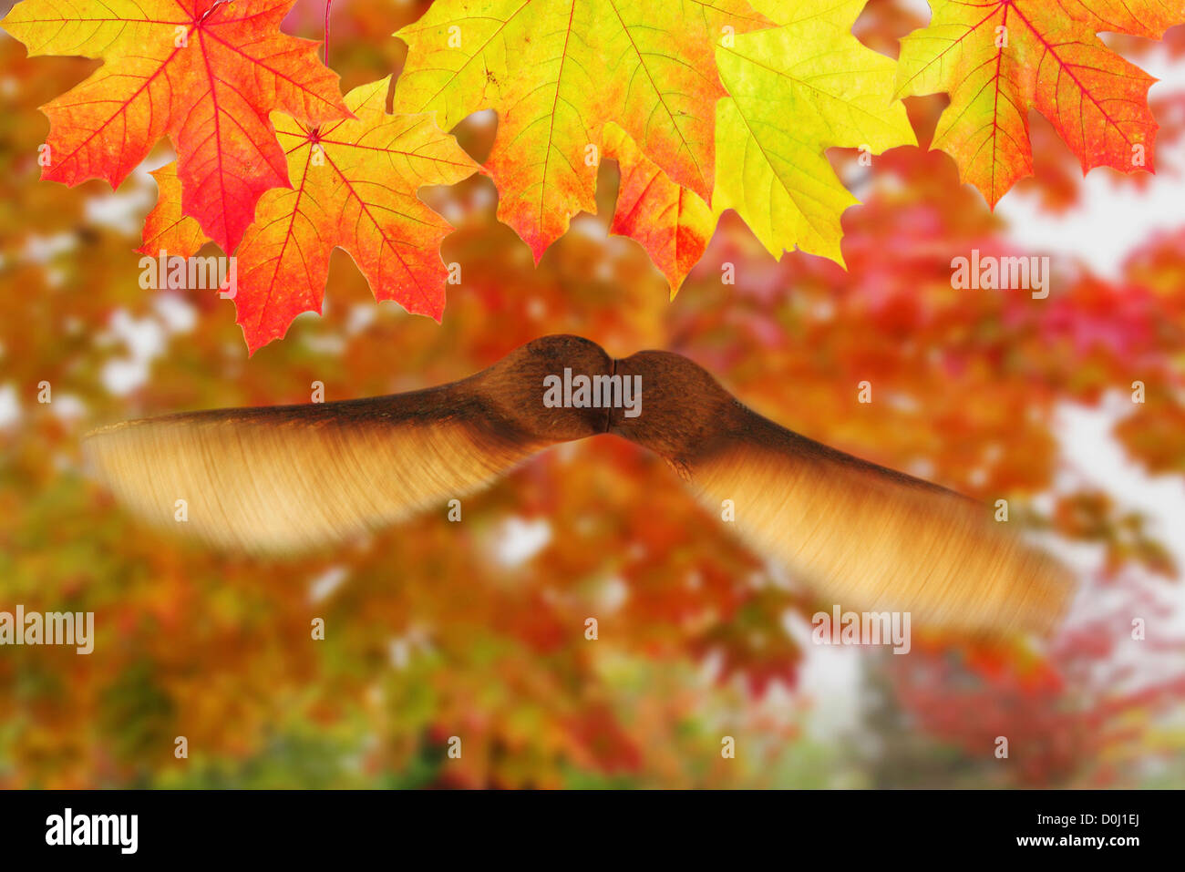 Winged Maple Seed Twirling, Flying Down Stock Photo - Alamy