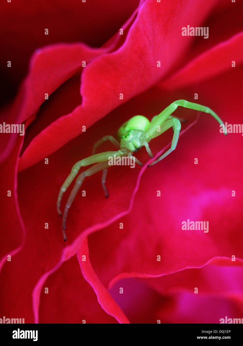 Green Spider Clings to Rose Stock Photo - Alamy