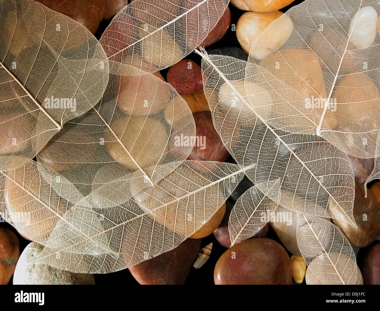 Translucent Pipal, Peepul and Bo Leaf Skeletons Over Rocks Stock Photo ...