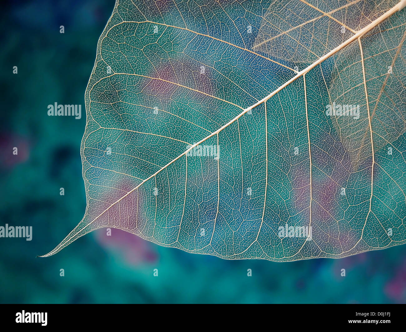 Close-up of Translucent Ficus Leaf Skeleton Stock Photo - Alamy