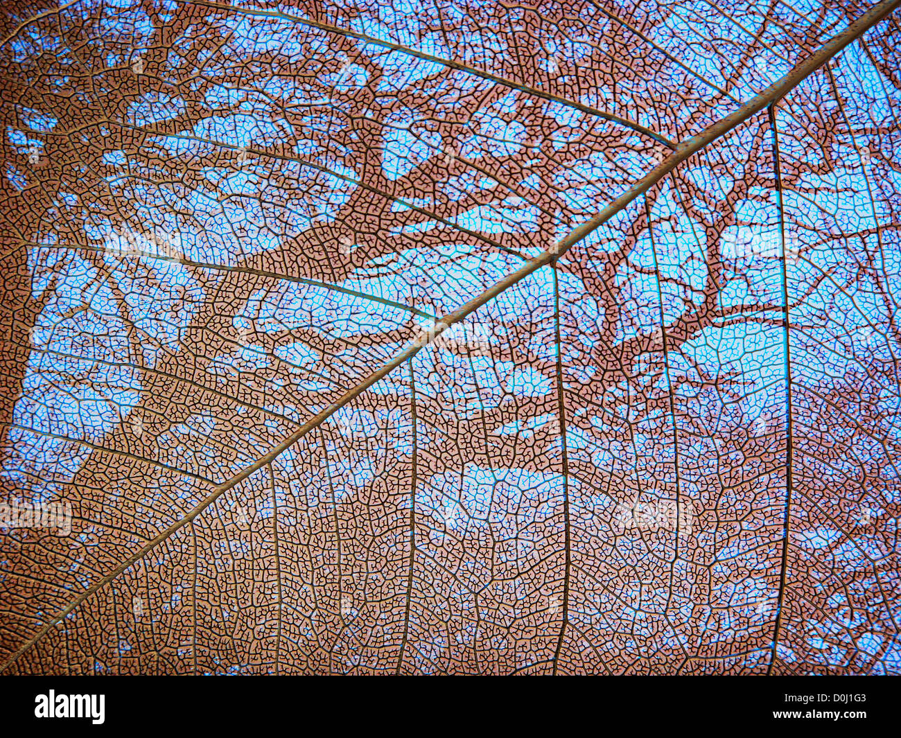Close-up of Translucent Leaf Skeleton with Tree in the Background Stock ...