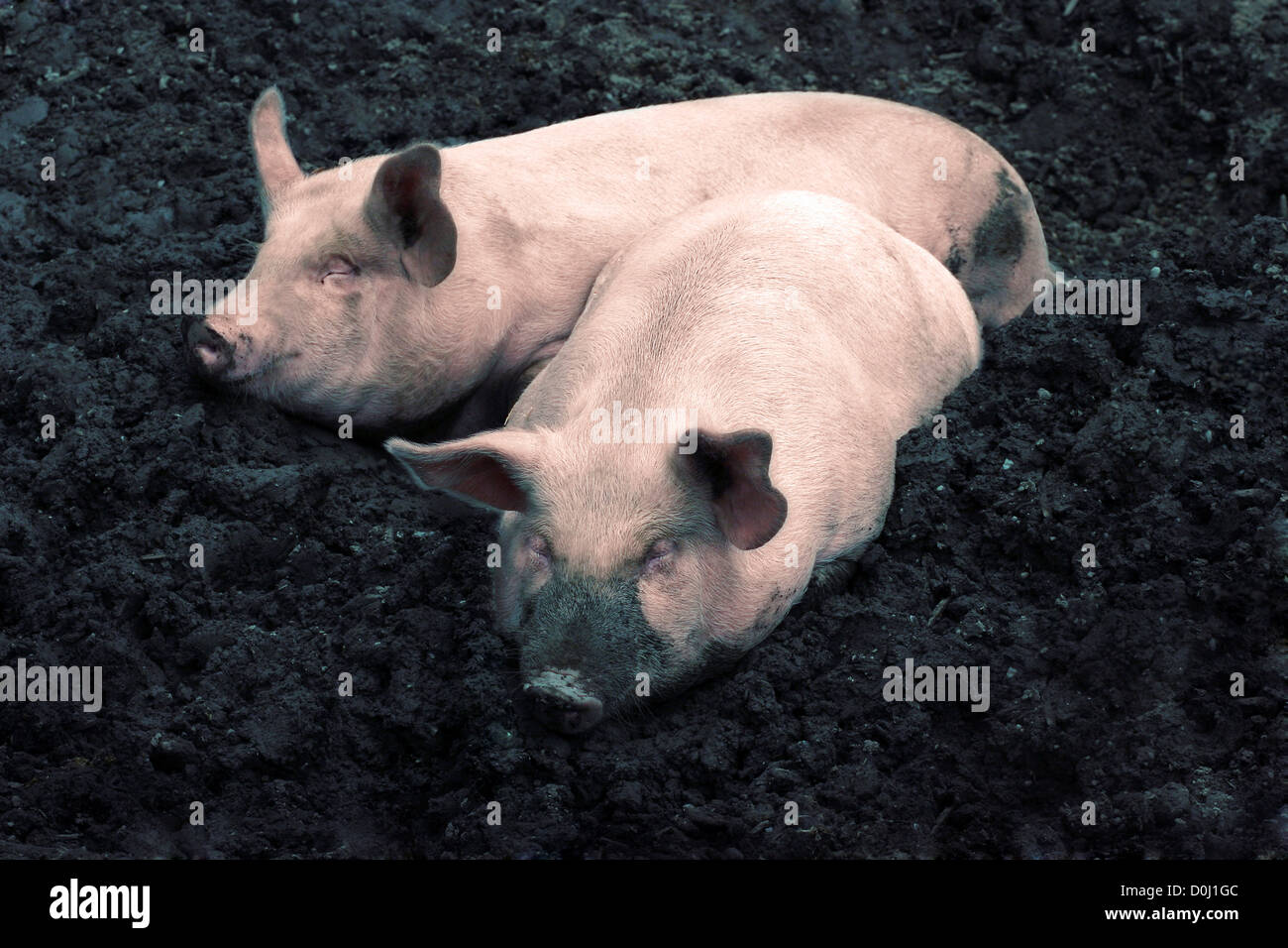 Two Pigs Sleeping in Mud Stock Photo - Alamy