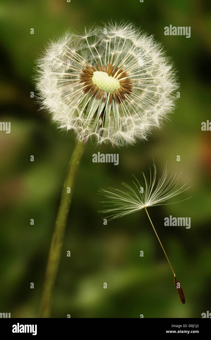 Dandelion With Seed Flying Away Stock Photo - Alamy