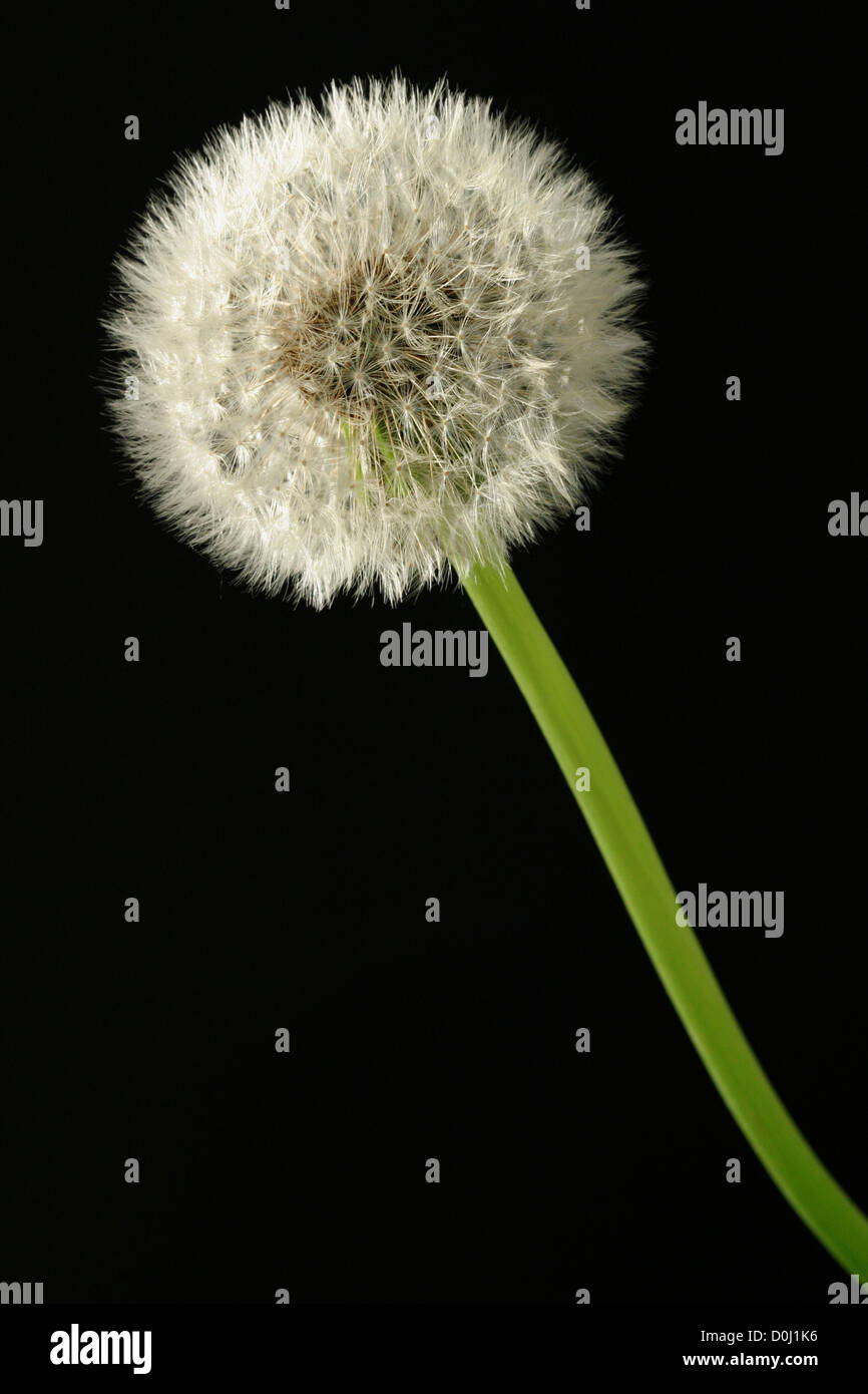 One dandelion flower on black color background hi-res stock photography ...